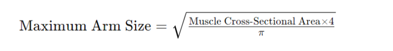 Max Arm Size Calculator - Calculator Doc